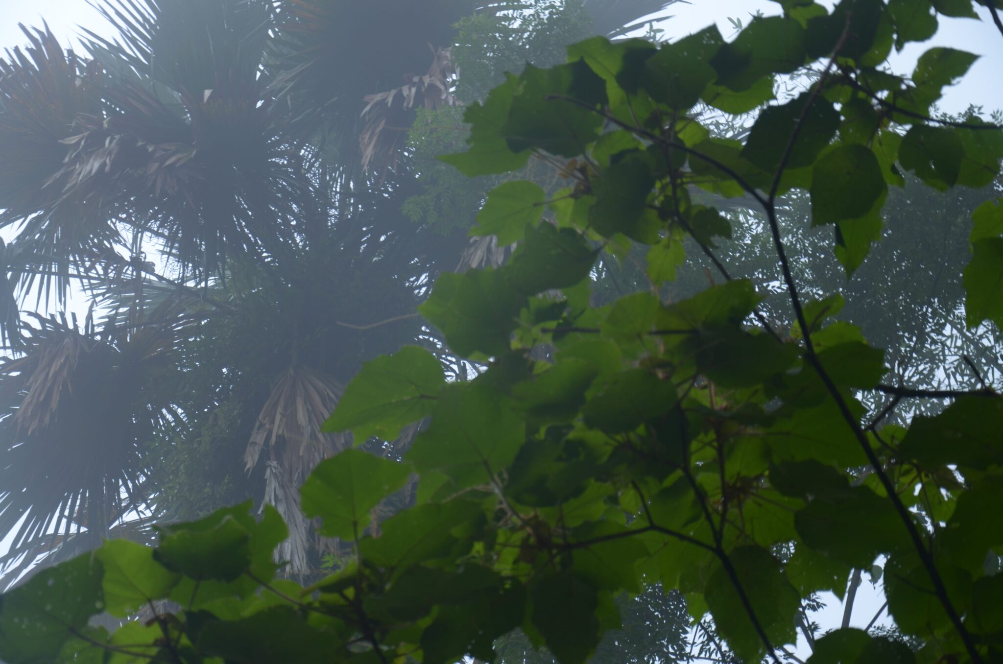 Variations on rainforest – Forty South